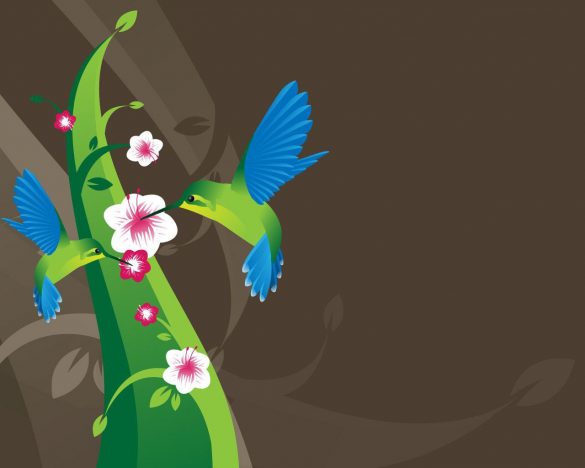 Koliber – tapety na pulpit i telefon w jakości HD i 4K - Tapety