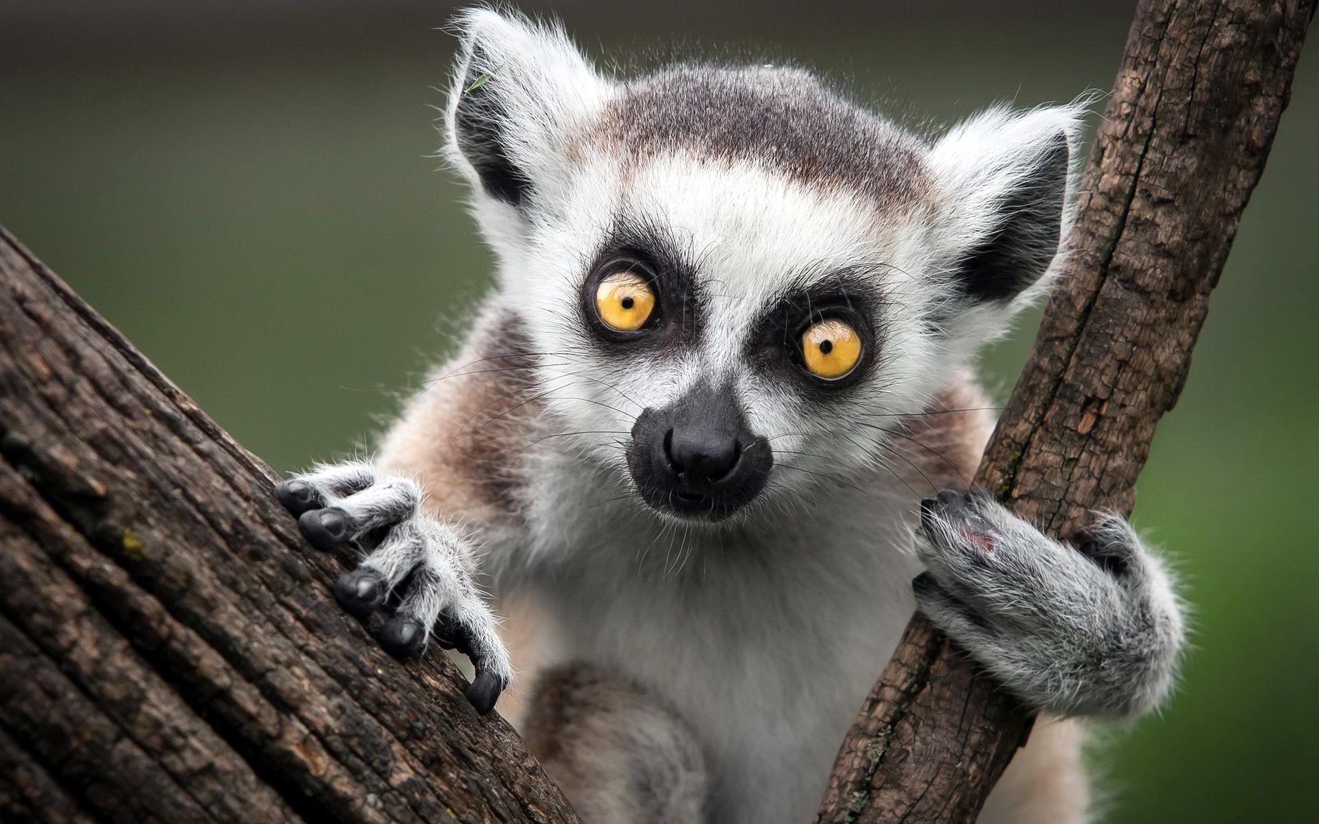Lemur – tapety na pulpit - Tapety